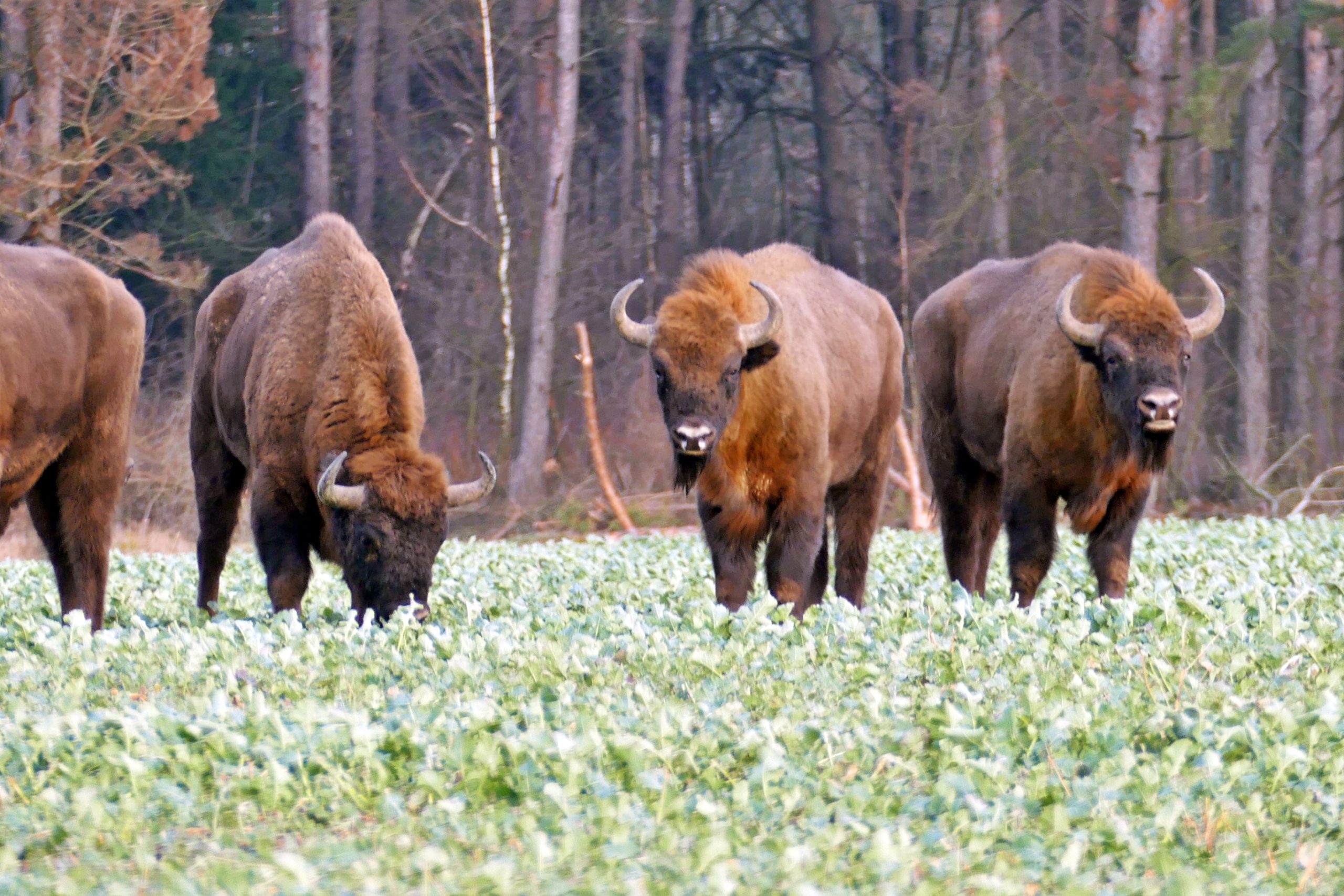 The Extraordinary Journey of Forest the Bison - Transitions