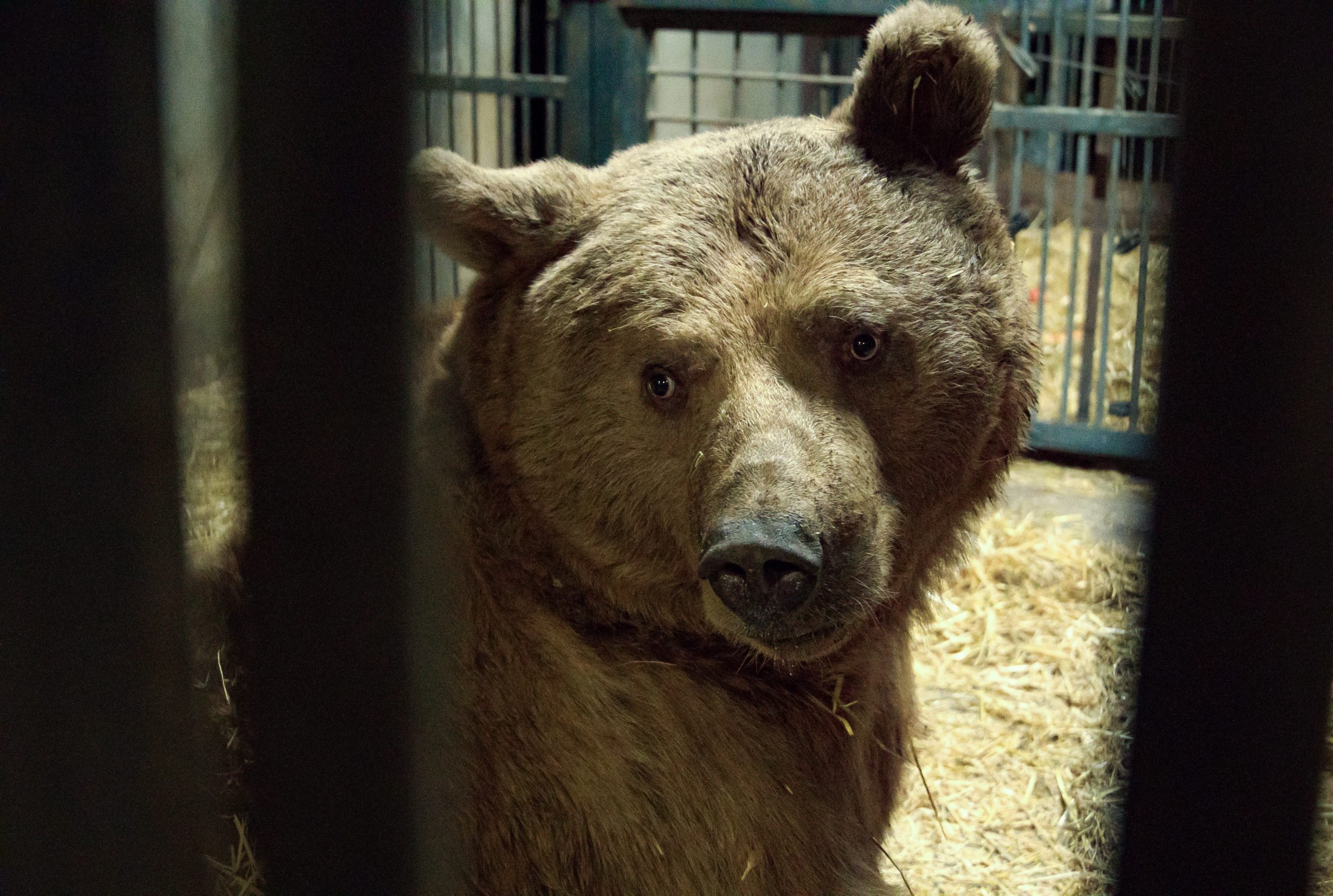 Armenia’s Struggle to Free Its Bears - Transitions